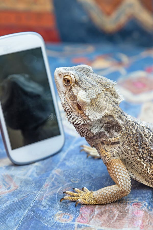 Agama Lizard is Looking at Smartphone Stock Image - Image of agama ...