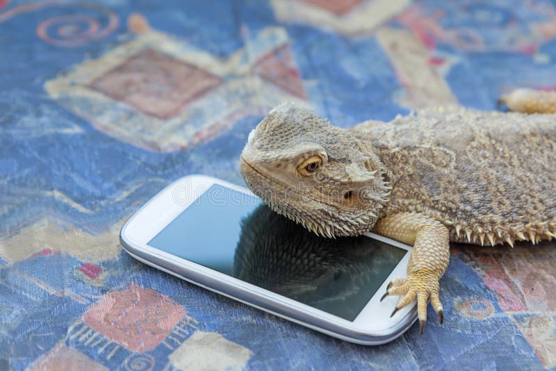 Agama Lizard with Smart Phone Stock Image - Image of animals, light ...