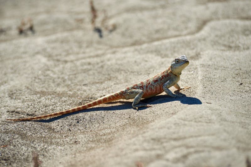 Agama lizard stock image. Image of dragon, safari, agama - 102469841