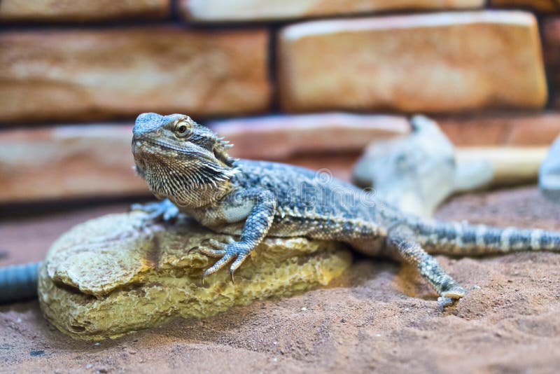 Agama lizard stock photo. Image of detail, vertebrate - 68686064