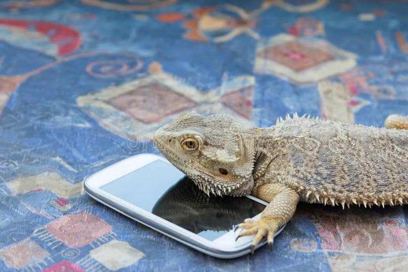 Agama Lizard with Smart Phone Stock Image - Image of animals, light ...