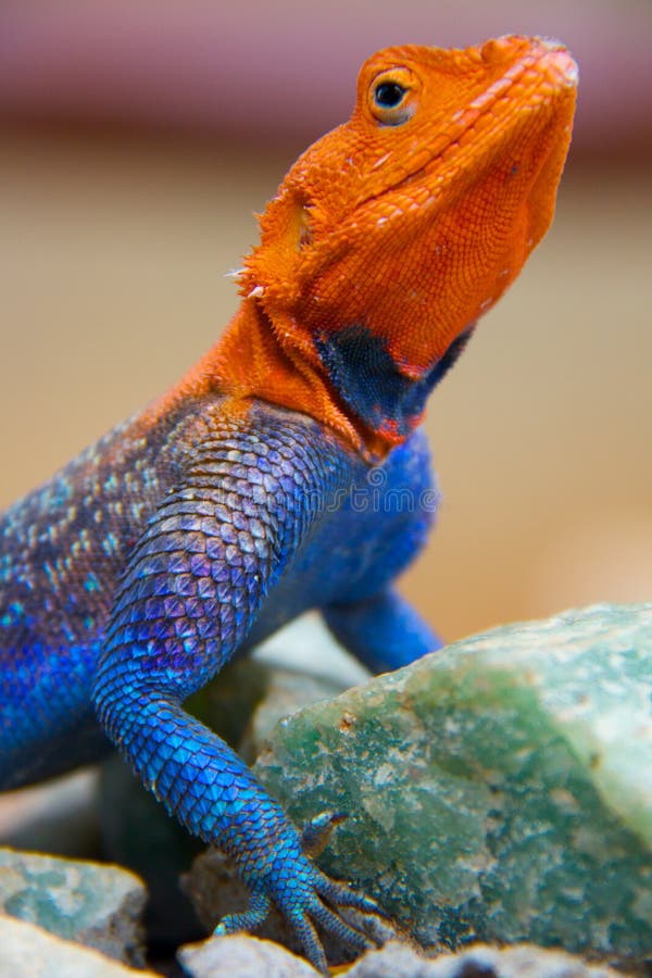 Agama Lizard Standing Tall stock photo. Image of agama - 19921574