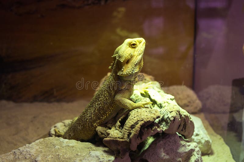Agama Lizard. Yellow and Green Lacertid in Animal Case Stock Image ...