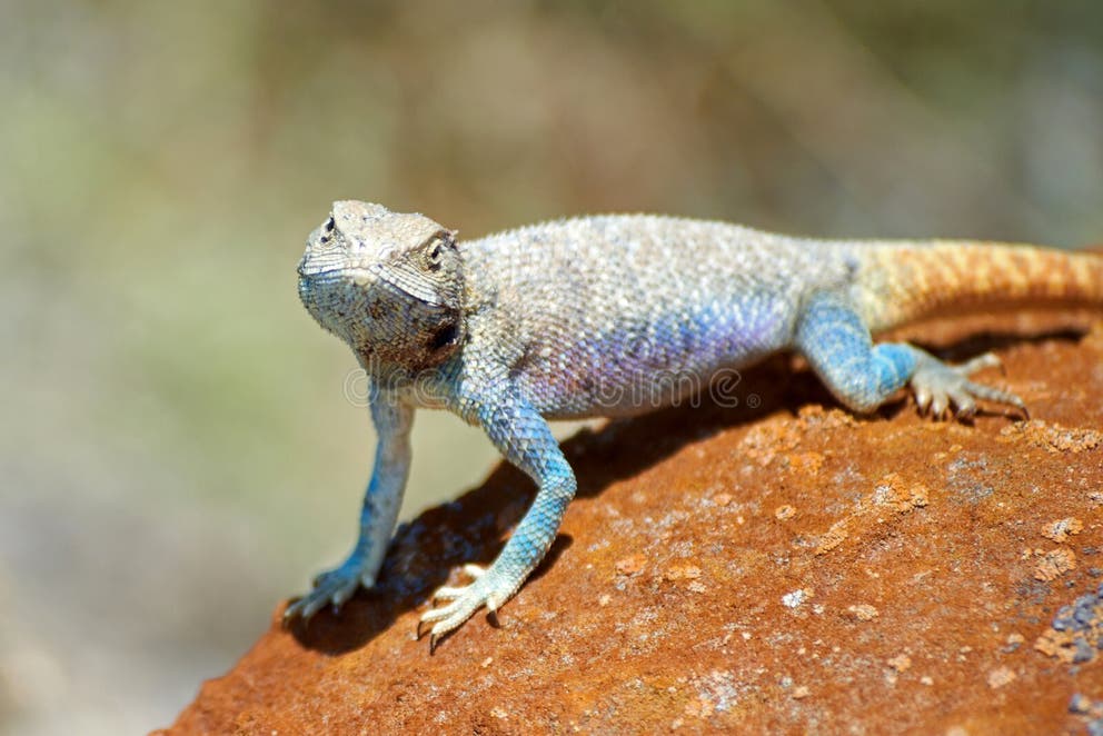 Agama lizard stock image. Image of portrait, agama, headed - 102470489