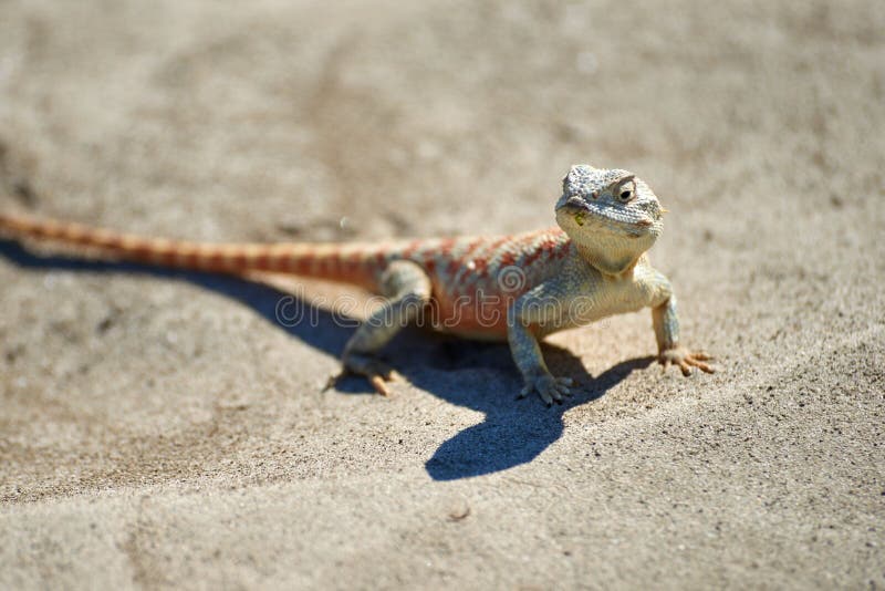 Agama lizard stock image. Image of colourful, dragon - 102469823