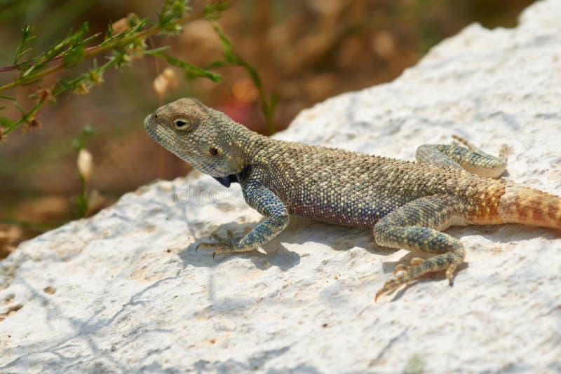 Agama lizard stock image. Image of ustyurt, agama, animal - 102470043