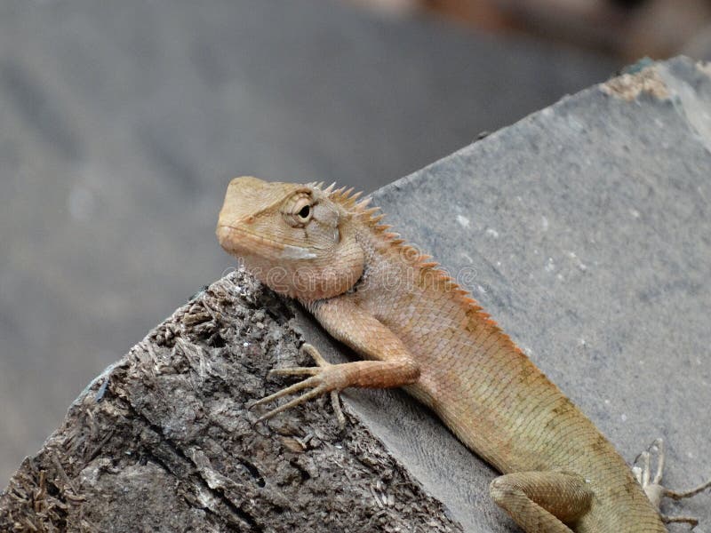 Agama stock photo. Image of dragon, agama, yellow, asia - 89770144