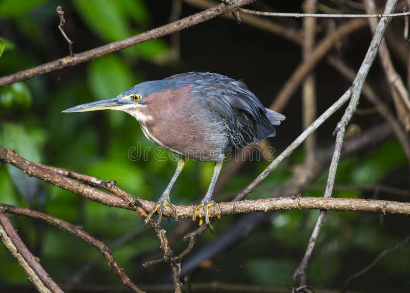 Agami Heron, Agamia Agami, Bird Hiden in Dark Tropic Forest. Heron in ...