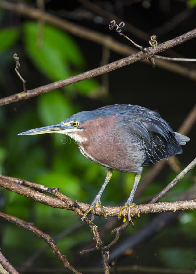 Agami Heron Agamia agami stock image. Image of iridescent - 135132999