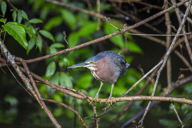 Agami Heron Agamia agami stock image. Image of branch - 135133003