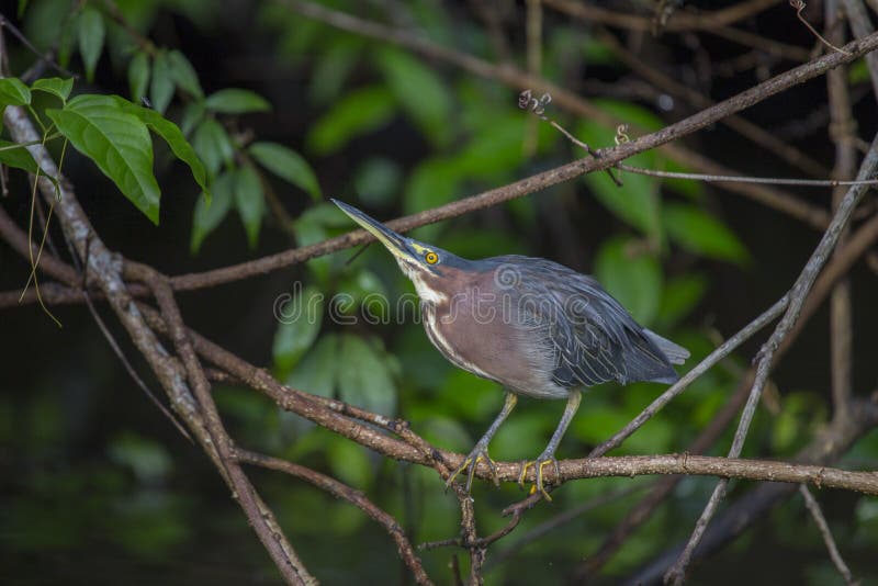 Agami Heron Agamia agami stock image. Image of heron - 135133015