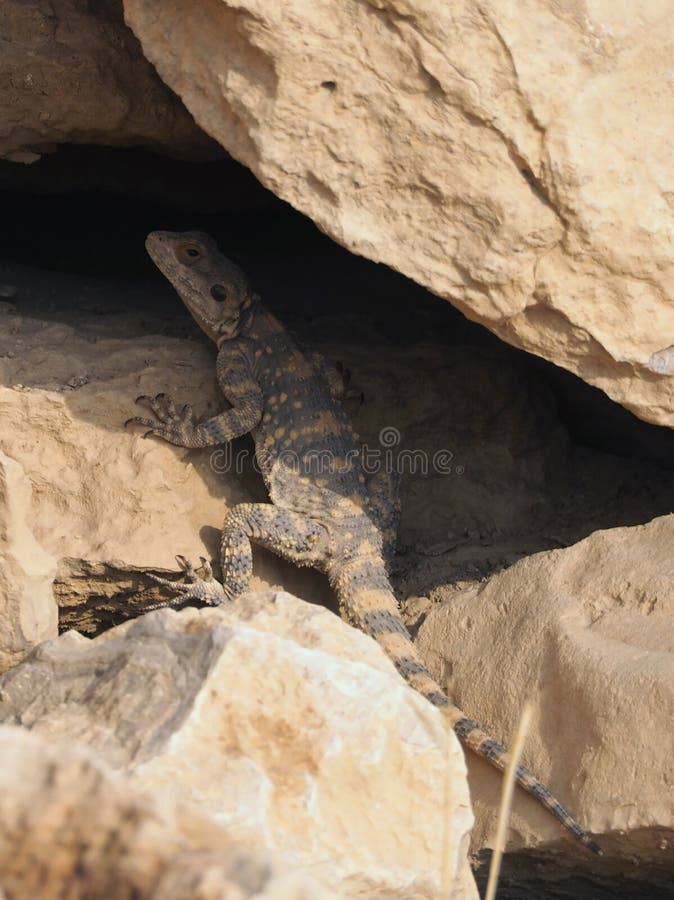 Agama Lizard is Hiding in Shadow between Rocks Stock Photo - Image of ...