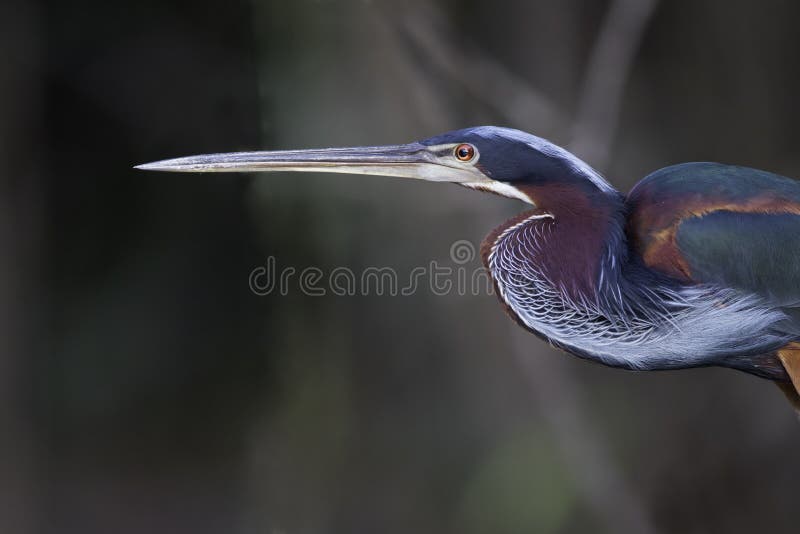Agamireiger, Agami Heron, Agamia Agami Stock Photo - Image of agami ...
