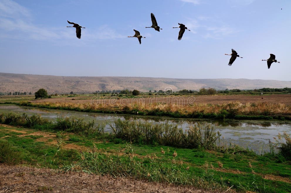 The Agamon Hula stock photo. Image of tourism, hula, nesting - 16608838