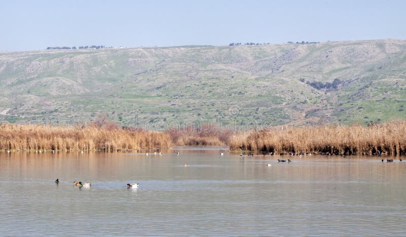 Agamon Hula Bird Refuge, Hula Valley, Israel Stock Photo - Image of ...