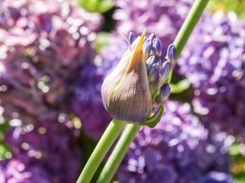 Agapantha Flower on End of Stem about To Bloom Stock Photo - Image of ...