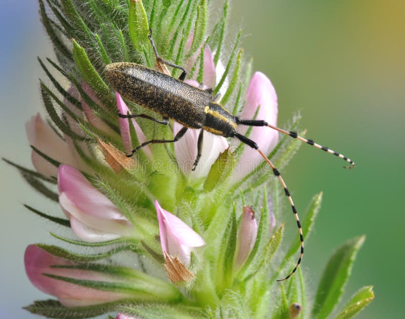 Agapanthia pustulifera stock image. Image of color, bright - 18173135
