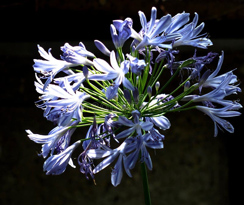 Agapanthus or Lily of the Nile Stock Image - Image of lily, blossom ...