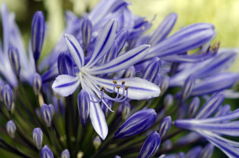 Agapanthus Midnight Blue Flower Stock Photo - Image of drop, african ...