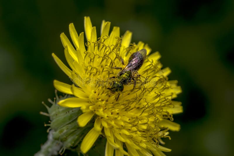 Agapostemon Sweat Bee Pollinating a Flower Stock Photo - Image of ...