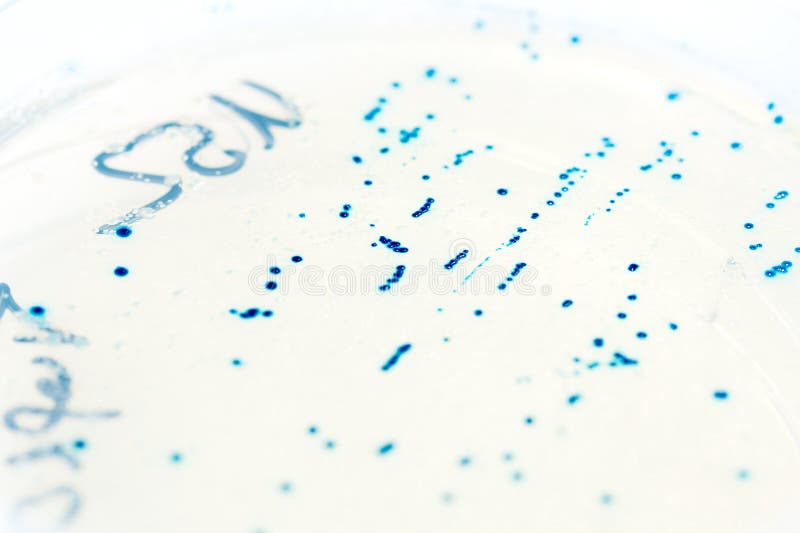 Agar Plate with Bacterial Colonies Stock Photo - Image of experiment ...