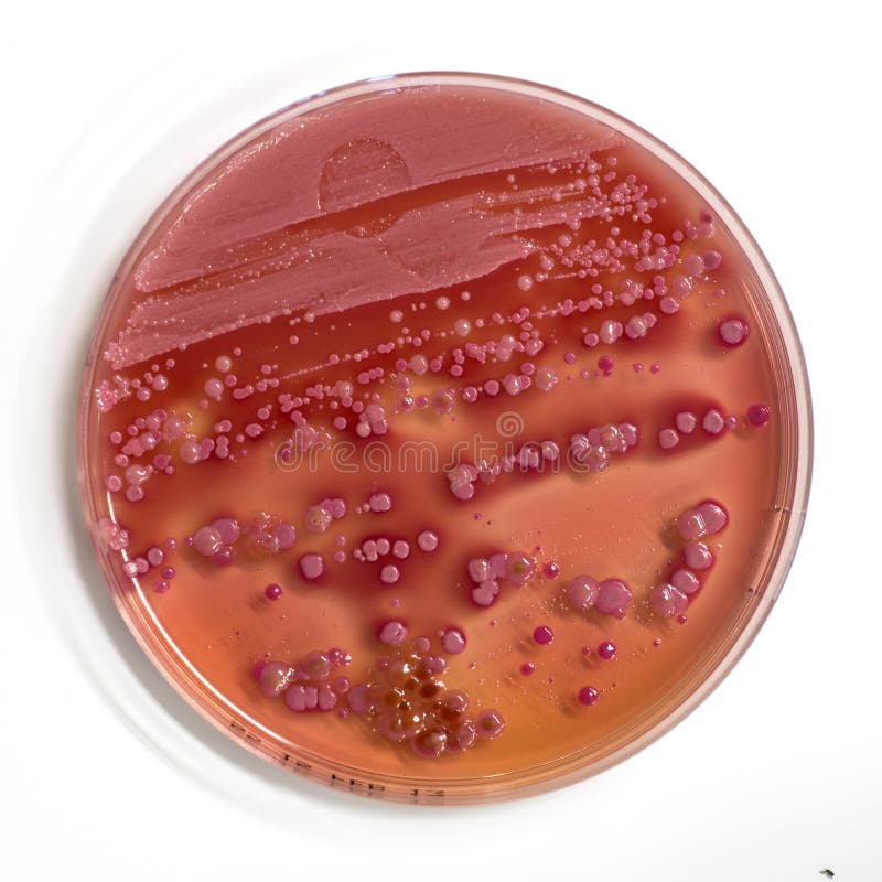 Micro organisms stock photo. Image of growth, medicine - 29789760
