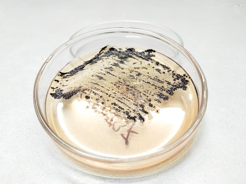 A Agar Plate of Staphylococcus Aureus (foodborne Pathogen) with Black ...