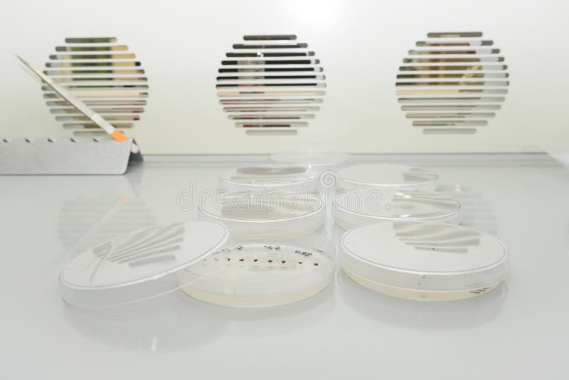 Agar plates with seeds stock photo. Image of seeds, petri - 150748778