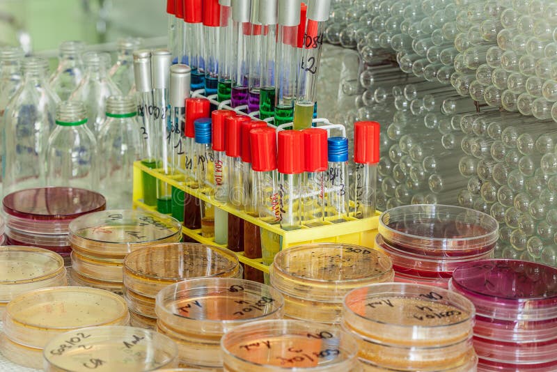 Agar In Test Tube Rack For Testing Microbiology Laboratory Stock Image ...