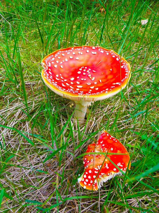 Agaric fly stock image. Image of fairy, amanita, color - 10034459