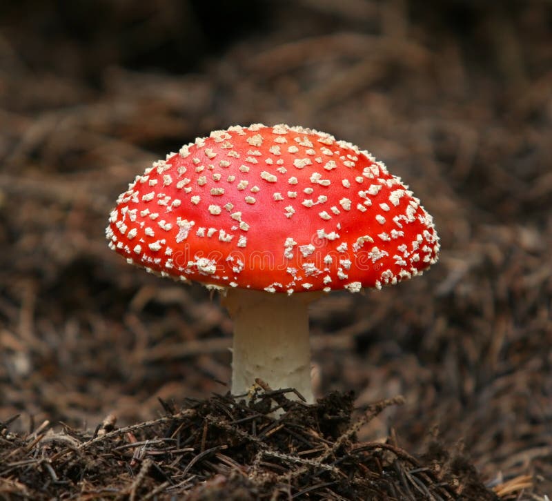 Champinjon arkivfoto. Bild av champinjoner, foto, brutto - 23643452