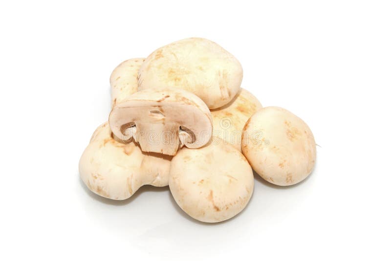 Agaricus Section Under the Microscope Stock Image - Image of fungi ...