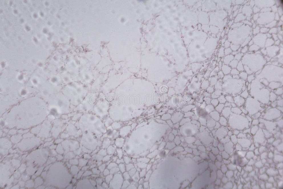 Agaricus Section Under the Microscope Stock Photo - Image of macro ...