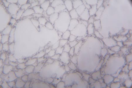 Agaricus Section Under the Microscope Stock Photo - Image of blend ...