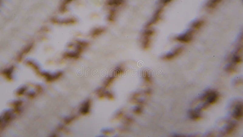 Agaricus Section Under the Microscope Stock Footage - Video of ...