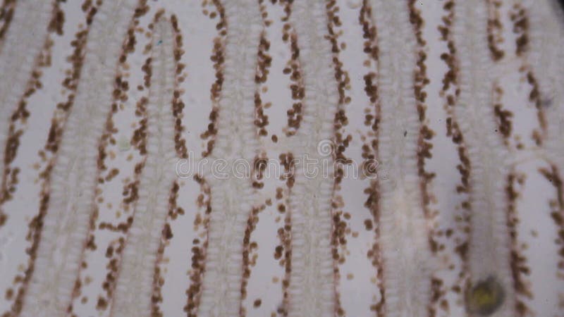 Agaricus Section Under the Microscope Stock Video - Video of biology ...