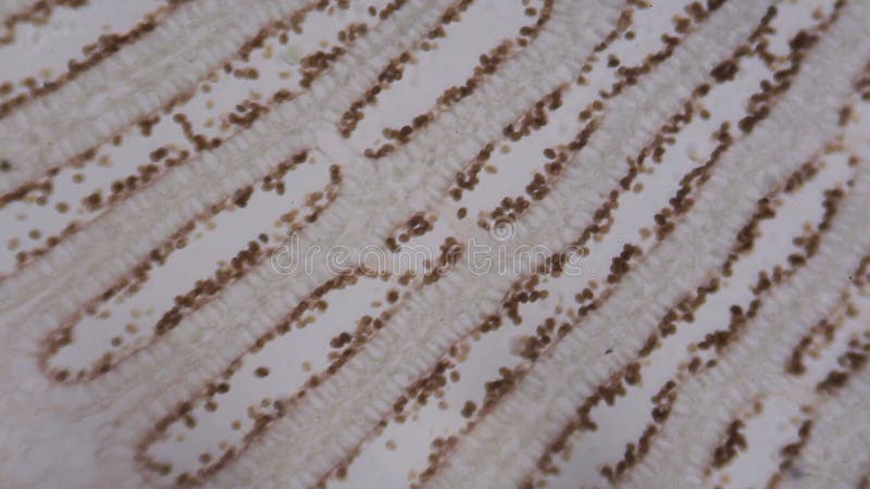 Agaricus Section Under the Microscope Stock Video - Video of biology ...