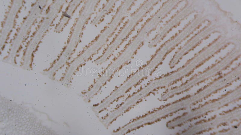 Agaricus Section Under the Microscope Stock Footage - Video of ...