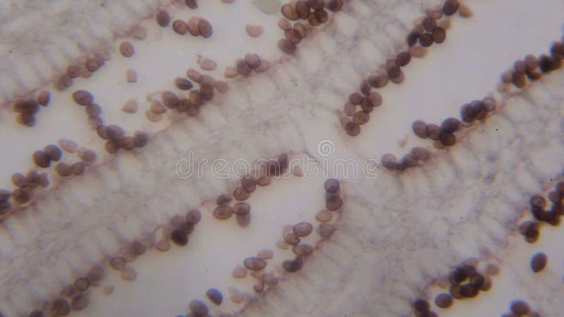 Agaricus Section Under the Microscope Stock Footage - Video of ...