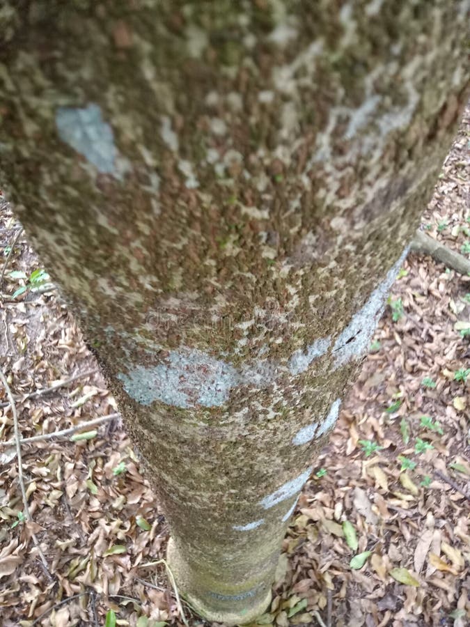 Agarwood tree bark stock photo. Image of skin, batan - 379429070