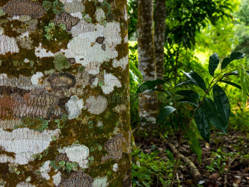 Agarwood Tree in the Forest Stock Photo - Image of thailand, nature ...