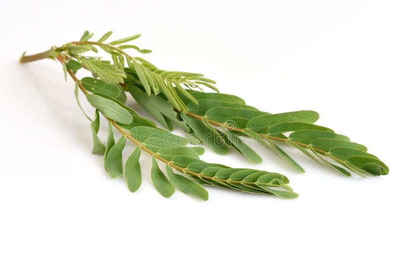 Agasta As Local Vegetables. Stock Photo - Image of agasta, iron: 46855986