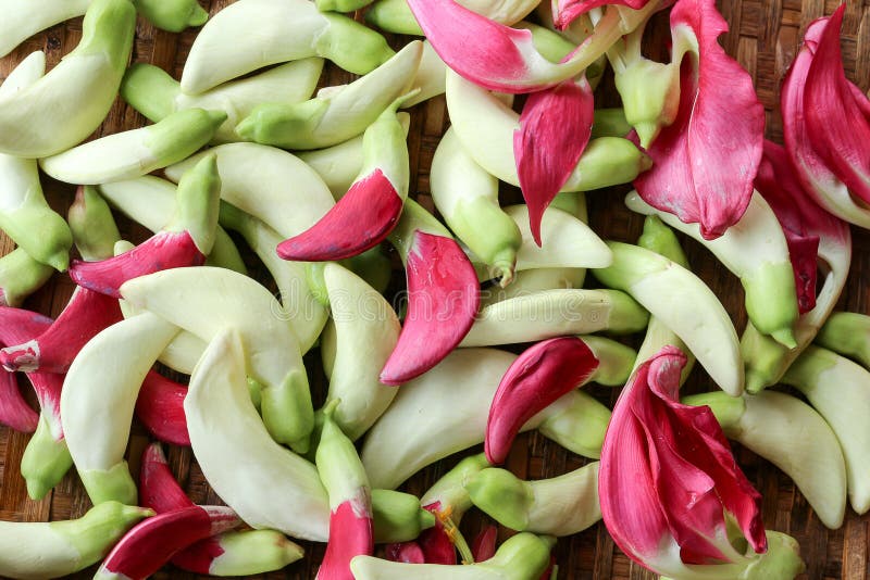 Agasta stock photo. Image of agasta, white, sesban, green - 50937704