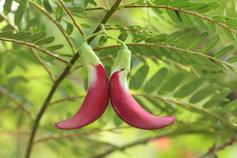 Agasta flower, stock image. Image of green, agriculture - 53504599