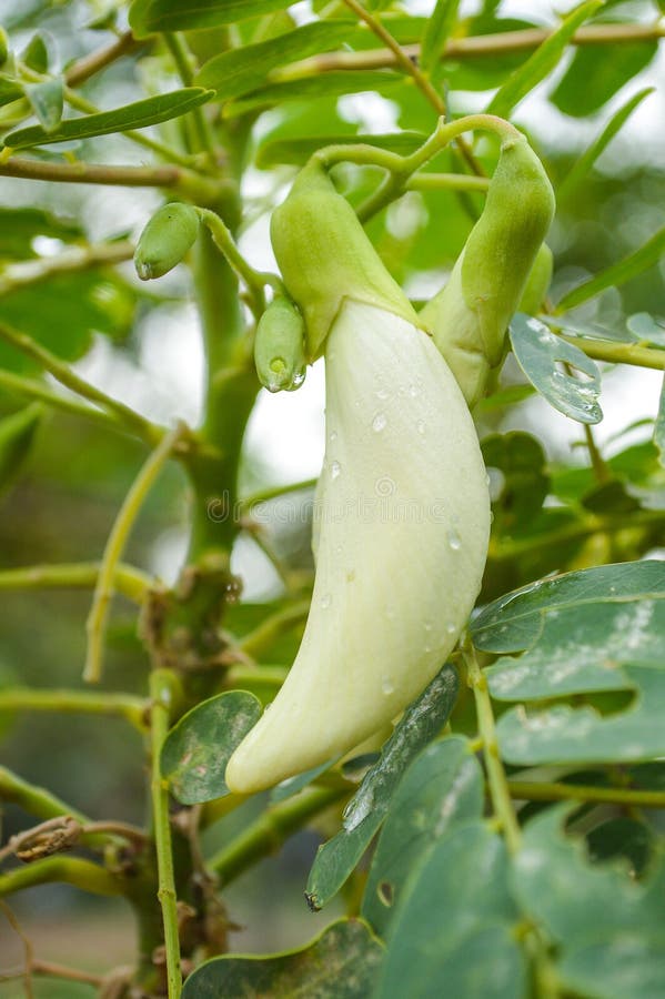 Agasta flower stock image. Image of flower, green, nature - 52007899