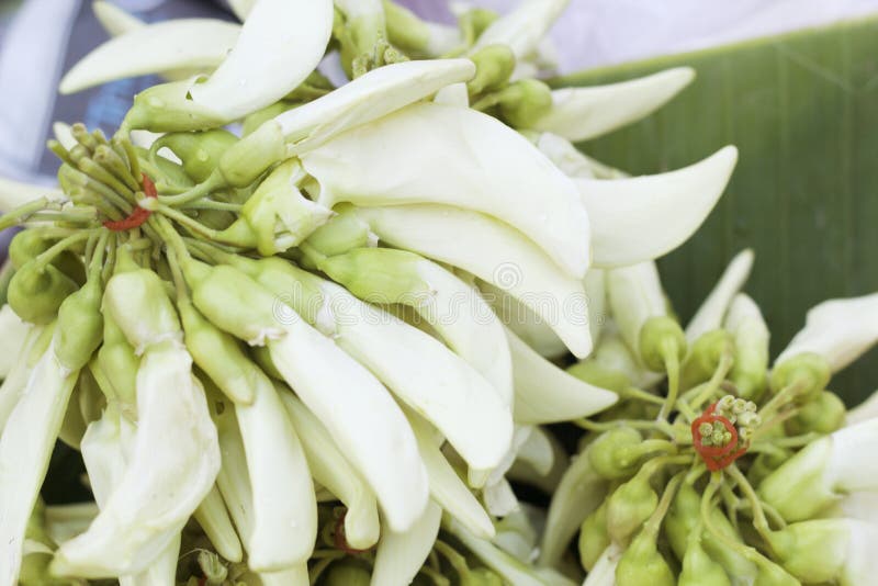 Agasta Fresh White at the Market Stock Image - Image of design ...