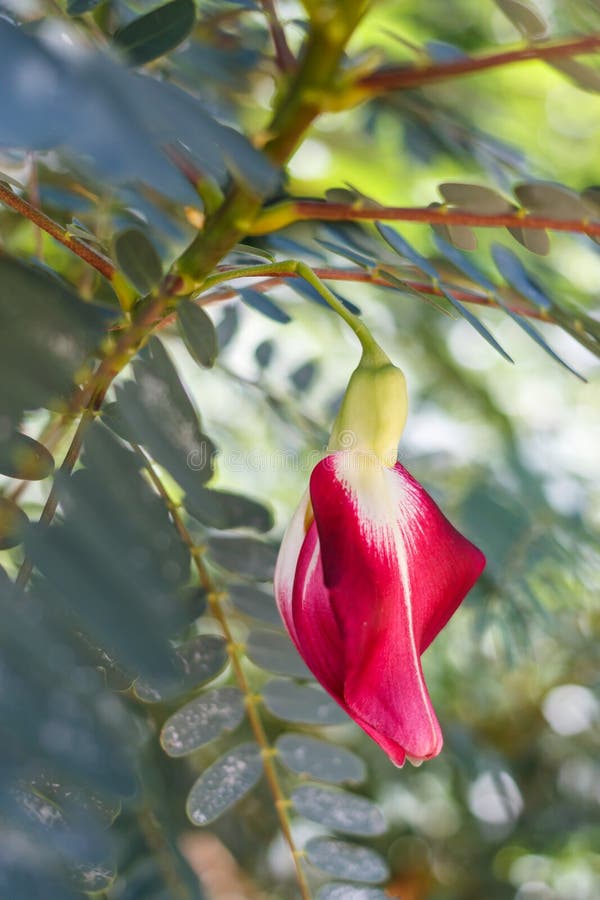 Agasta stock photo. Image of plant, green, ingredient - 41398698