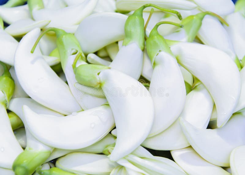 Agasta Vegetable stock image. Image of local, green, fresh - 28140049