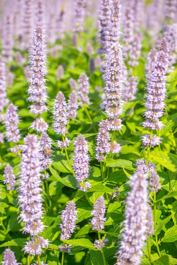 Agastache Blue Fortune. stock image. Image of growth - 75529495