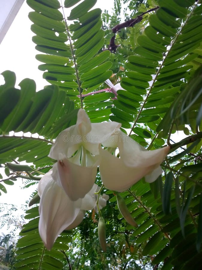 Agathi flower stock image. Image of leaves, flower, hummimg - 162905261